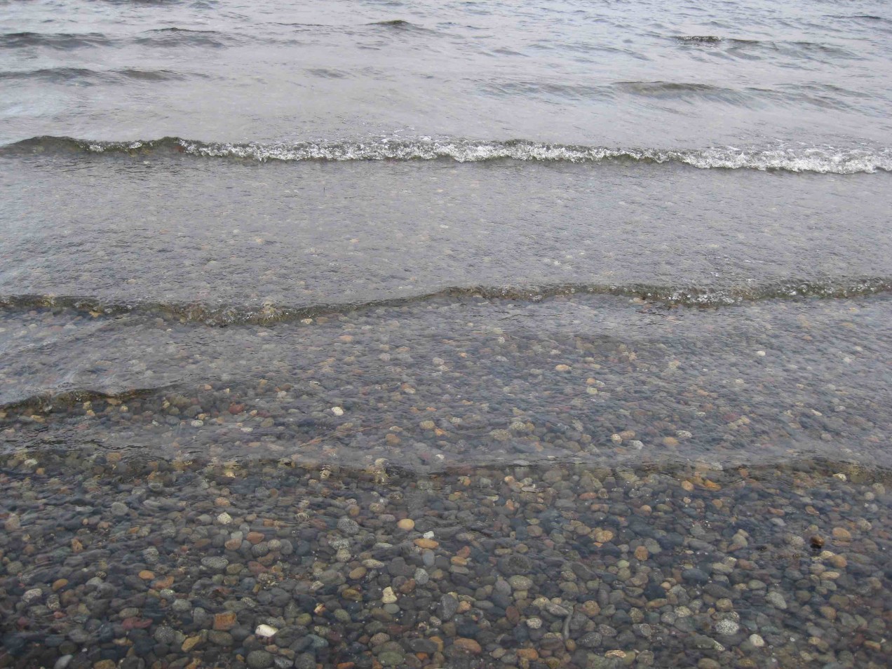 Zenosaurus | John Tarrant